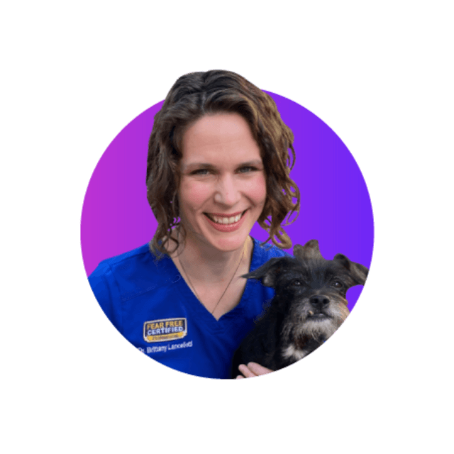 Veterinary Webinars | Vet Education Webinars | Vet and Tech